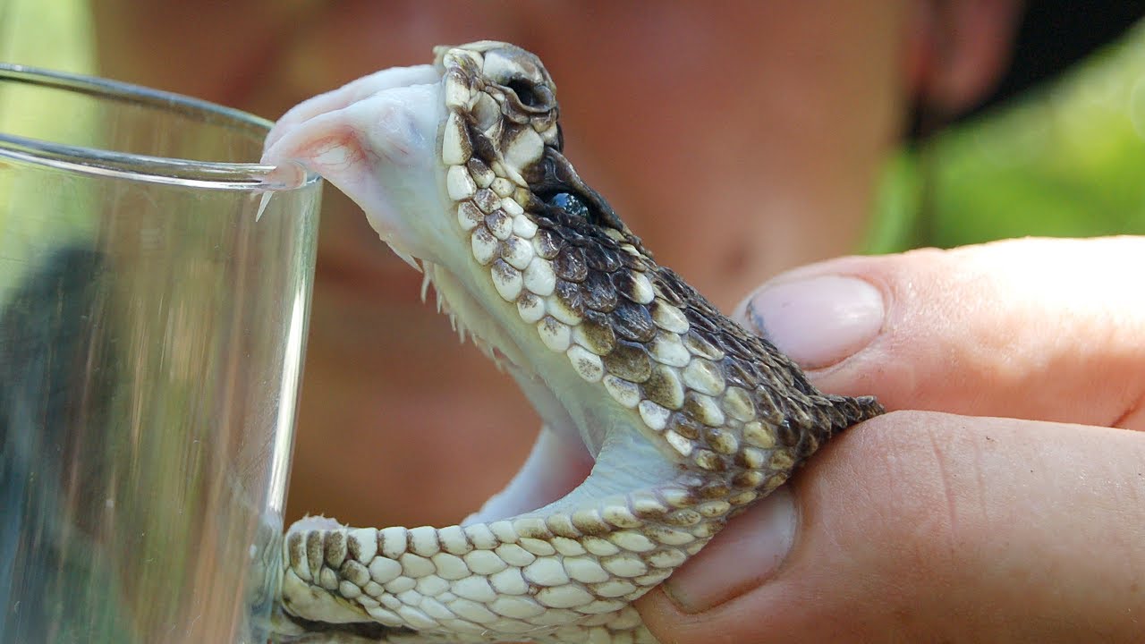 Veneno de los géneros Crotalus y Bothrops - Asociación Veterinaria de ...